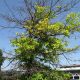 Iron Chlorosis Treatment Helps Iron Deficiency in Trees