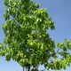 Iron Chlorosis Treatment Helps Iron Deficiency in Trees