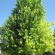 Iron Chlorosis Treatment Helps Iron Deficiency in Trees