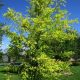 Iron Chlorosis Treatment Helps Iron Deficiency in Trees