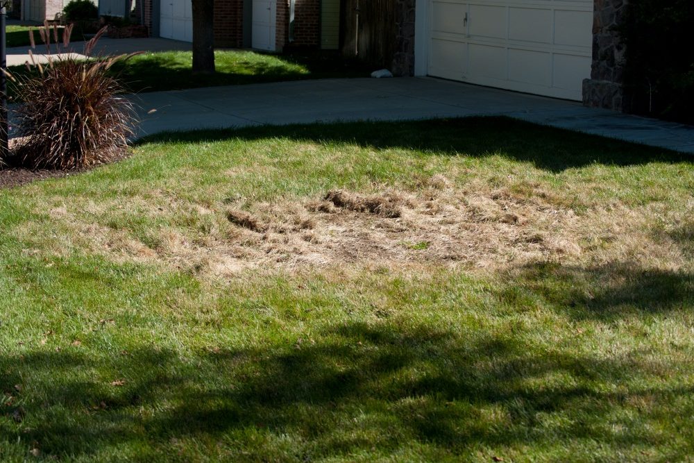 Lawn Grub Management Services in Boulder and Fort Collins