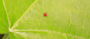Spider Mites also known as Lawn or Clover Mites in Colorado