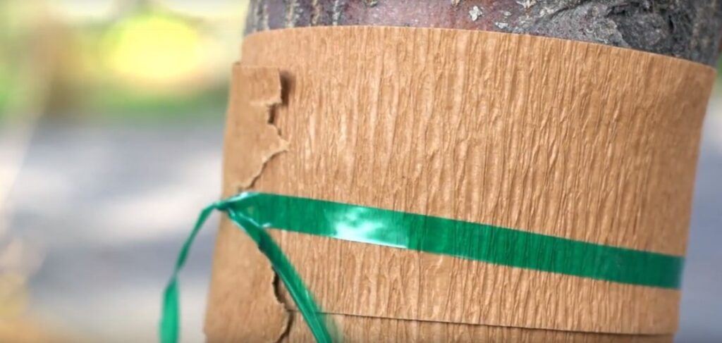 Guide to Urban Tree Care - Organo-Lawn