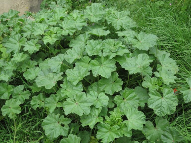 Weed of the Month Series: Mallow - Organolawn