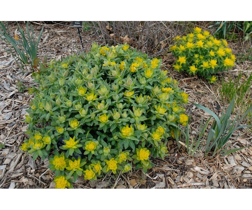 Weed of the Month Series: Myrtle Spurge - Organo-Lawn