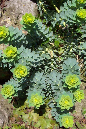Weed of the Month Series: Myrtle Spurge - Organo-Lawn