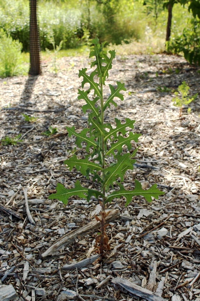 Weed of the Month Series: Prickly Lettuce - Organo-Lawn