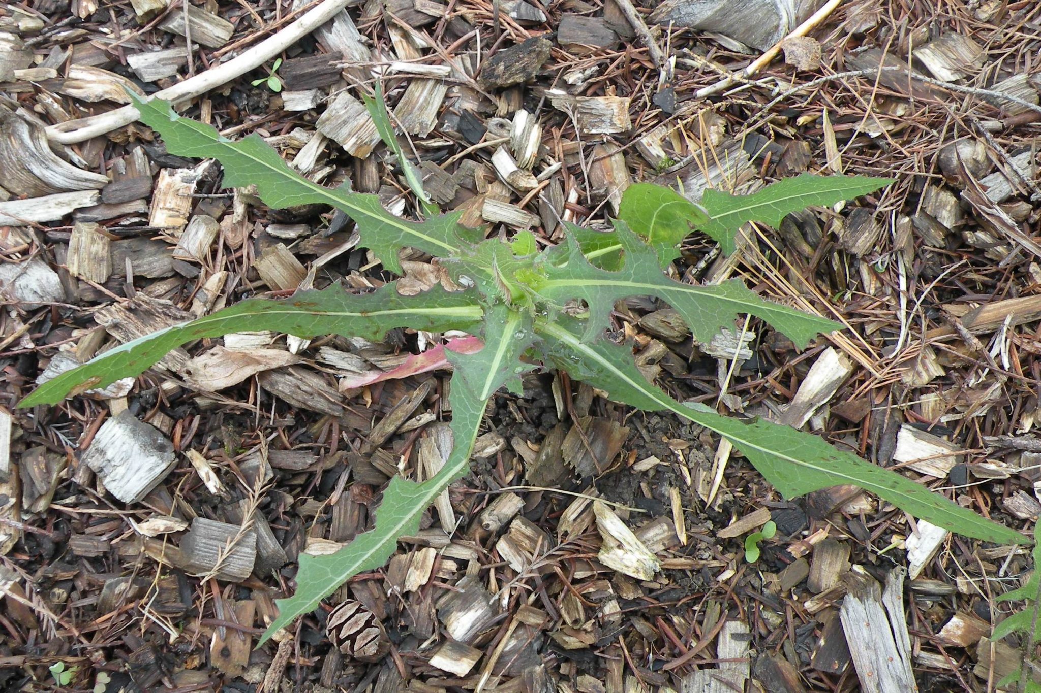 Weed of the Month Series: Prickly Lettuce - Organo-Lawn