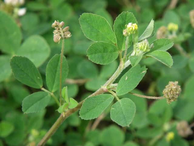 Weed of the Month Series: Black Medic - Organo-Lawn