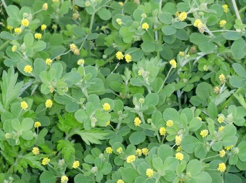 Weed of the Month Series: Black Medic - Organo-Lawn