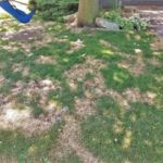 Symptoms of an Overwatered Lawn | How to Properly Water Grass