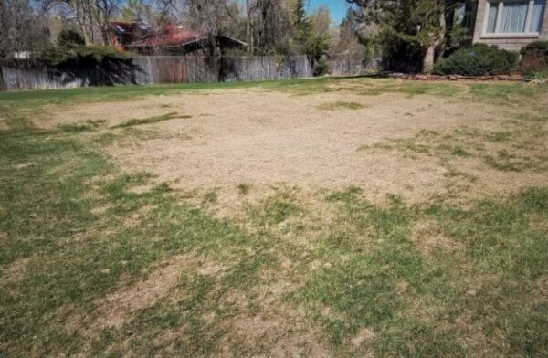 Grass Mite Treatment and Repair | Prevent Spider Mite Damage