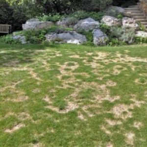 Symptoms of an Overwatered Lawn | How to Properly Water Grass