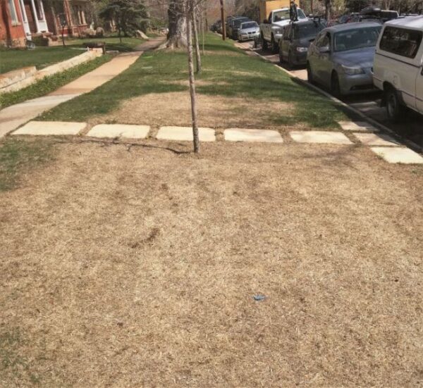 Grass Mite Treatment and Repair | Prevent Spider Mite Damage