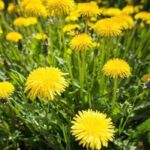 Organic Weed Control Service for Lawns | Kills Dandelions Very Fast