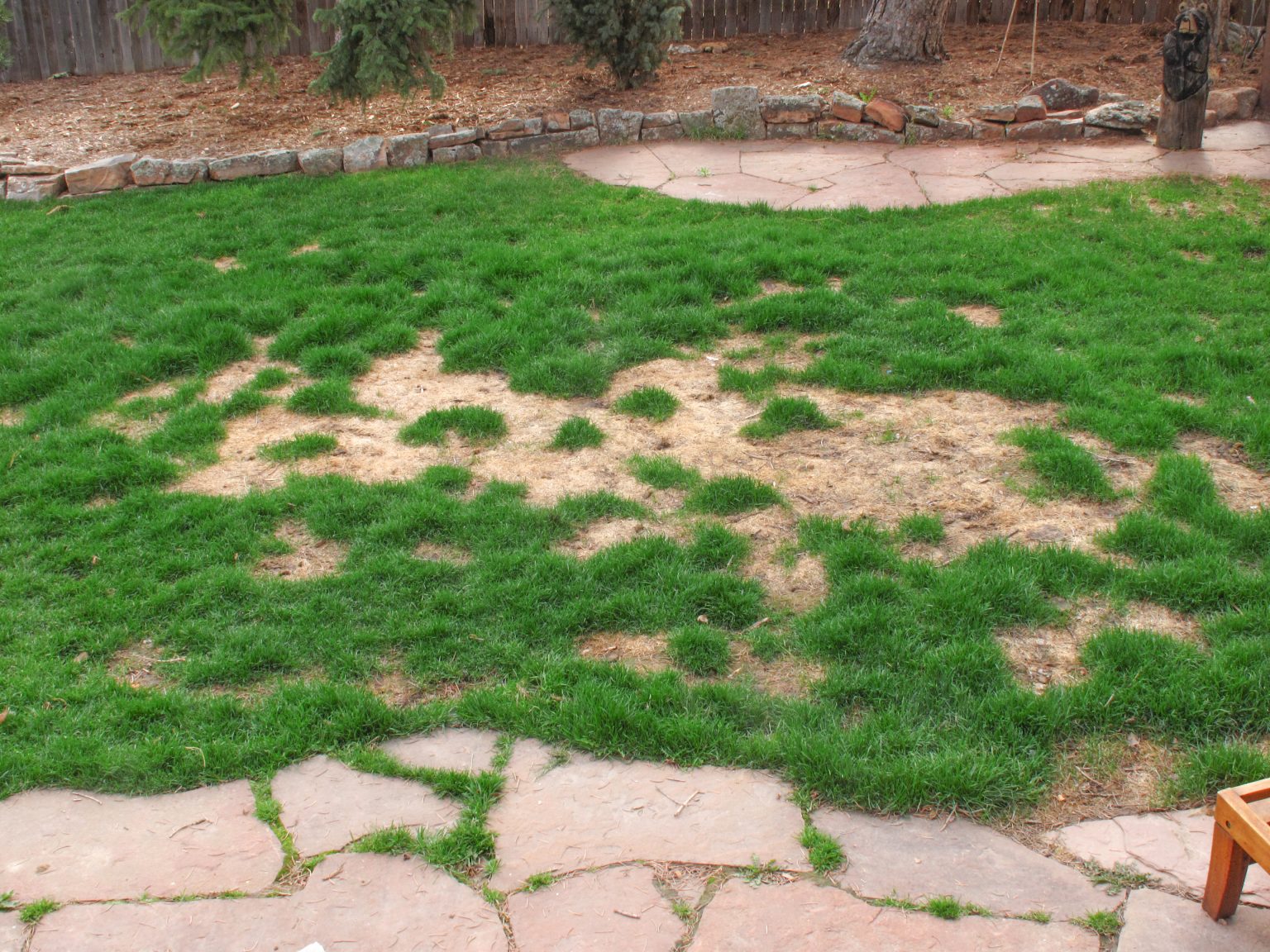 How to Fix Dog Urine Damage in Grass | Pet Friendly Lawn Care
