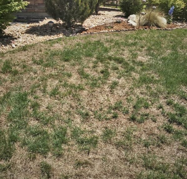 Grass Mite Treatment and Repair | Prevent Spider Mite Damage