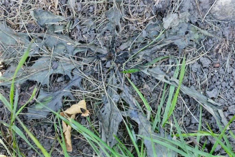 Organic Weed Control Service for Lawns | Kills Dandelions Very Fast