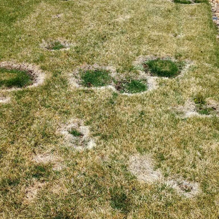Necrotic Ring Spot Treatment | We Fix the Cause of the Problem!