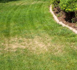 Drought Stressed Lawn? | How Much Water Does a Lawn Actually Need?