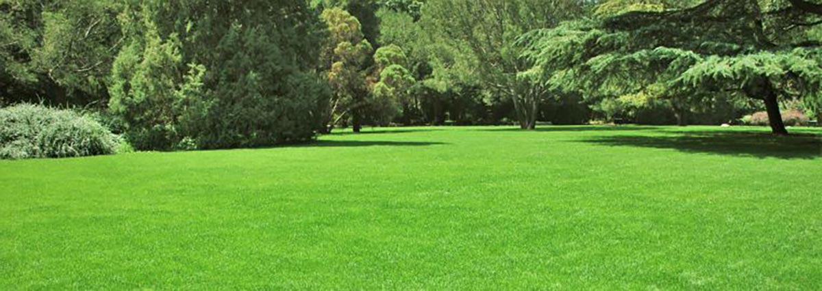 Save Water with Rain Maker | Water Retention Polymer for Lawns