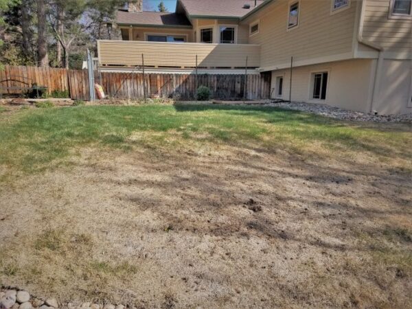 Grass Mite Treatment and Repair | Prevent Spider Mite Damage