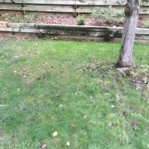 Symptoms of an Overwatered Lawn | How to Properly Water Grass