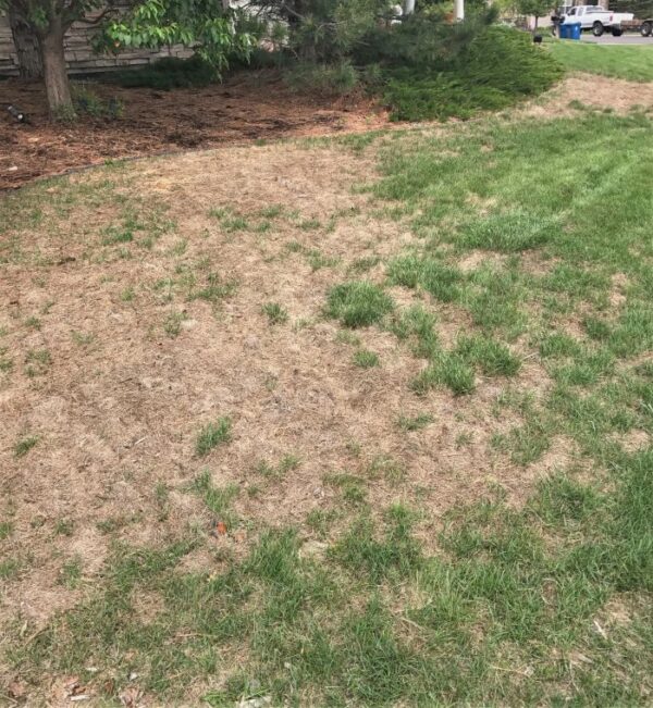 Grass Mite Treatment and Repair | Prevent Spider Mite Damage