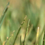 Grass Mite Treatment and Repair | Prevent Spider Mite Damage