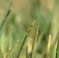 Grass Mite Treatment and Repair | Prevent Spider Mite Damage
