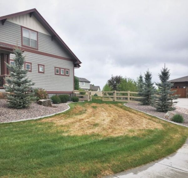 Grass Mite Treatment and Repair | Prevent Spider Mite Damage