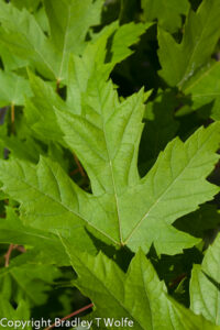 Chlorosis Treatments for Maple and Oak Trees | Iron Deficiency Treatments