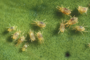 Grass Mite Treatment and Repair | Prevent Spider Mite Damage