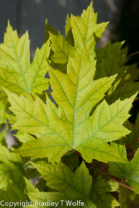 Chlorosis Treatments for Maple and Oak Trees | Iron Deficiency Treatments
