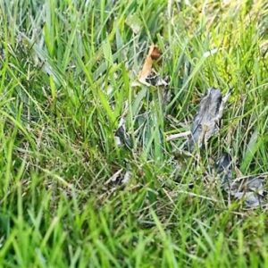 Organic Weed Control Service for Lawns | Kills Dandelions Very Fast