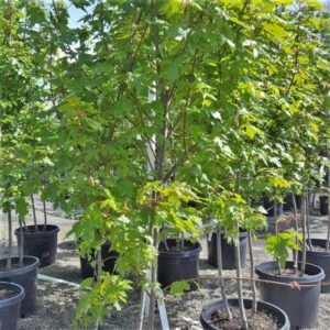 Chlorosis Treatments for Maple and Oak Trees | Iron Deficiency Treatments