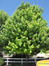 Chlorosis Treatments for Maple and Oak Trees | Iron Deficiency Treatments