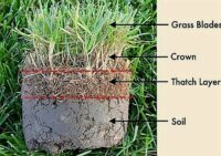 Symptoms of an Overwatered Lawn | How to Properly Water Grass