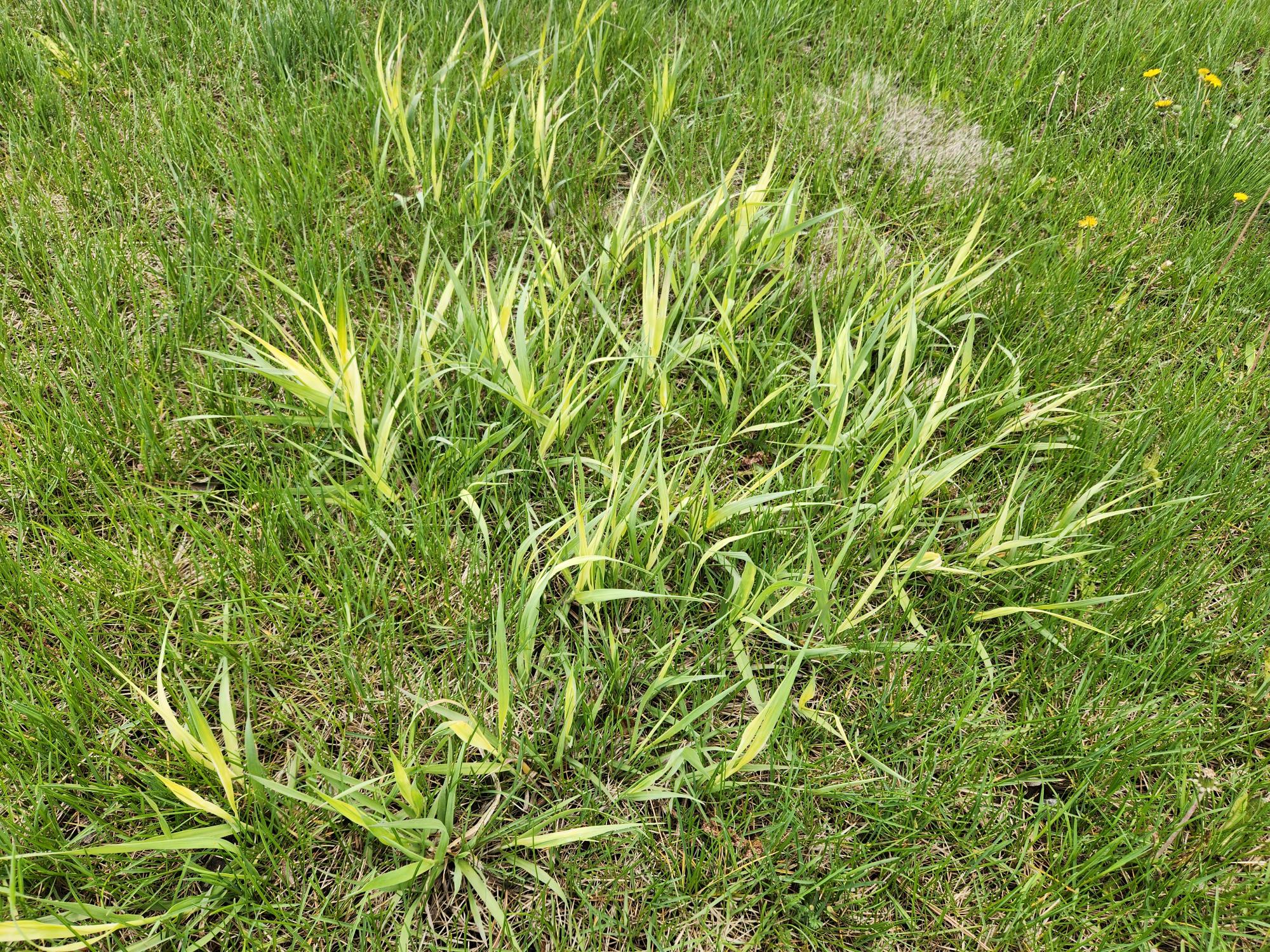 Ugly Clump Grass Killer| Coarse Clump Grasses | We Can Kill Them!