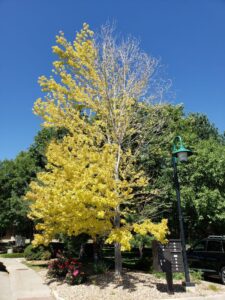 Chlorosis Treatments for Maple and Oak Trees | Iron Deficiency Treatments