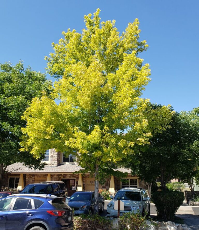 Chlorosis Treatments for Maple and Oak Trees | Iron Deficiency Treatments