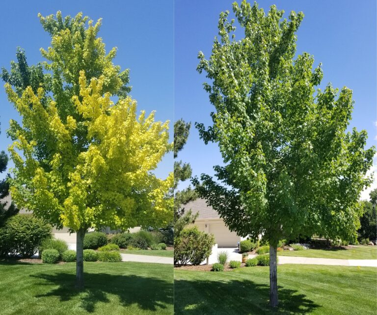 Chlorosis Treatments for Maple and Oak Trees | Iron Deficiency Treatments
