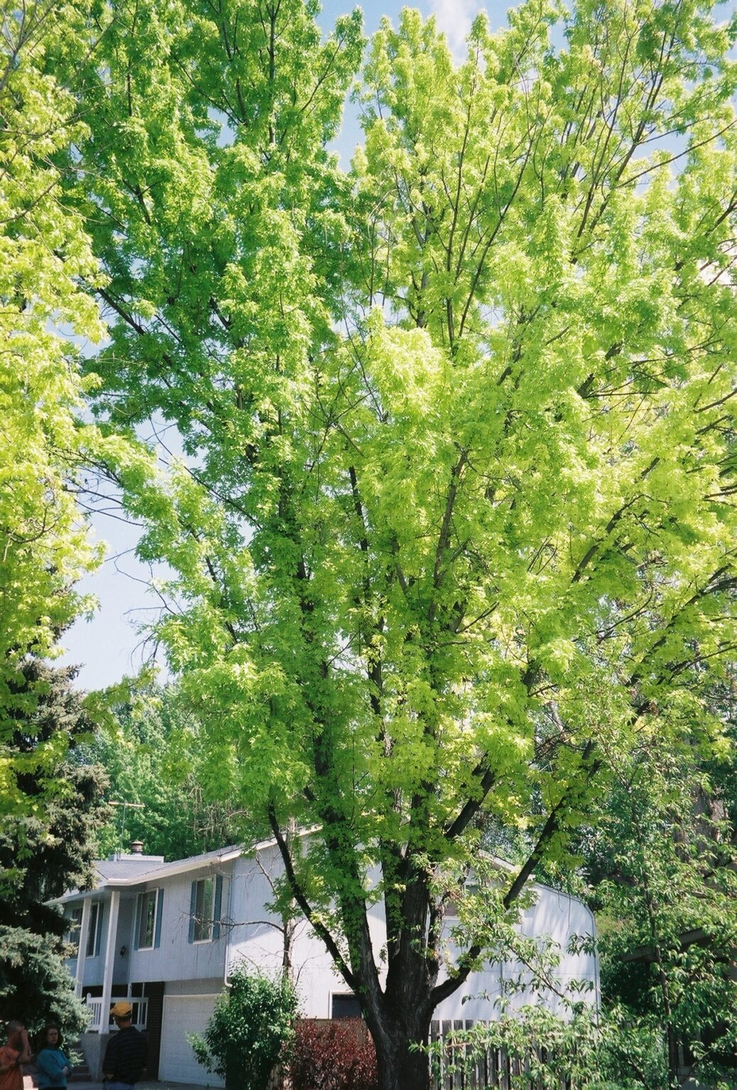 Chlorosis Treatments for Maple and Oak Trees | Iron Deficiency Treatments
