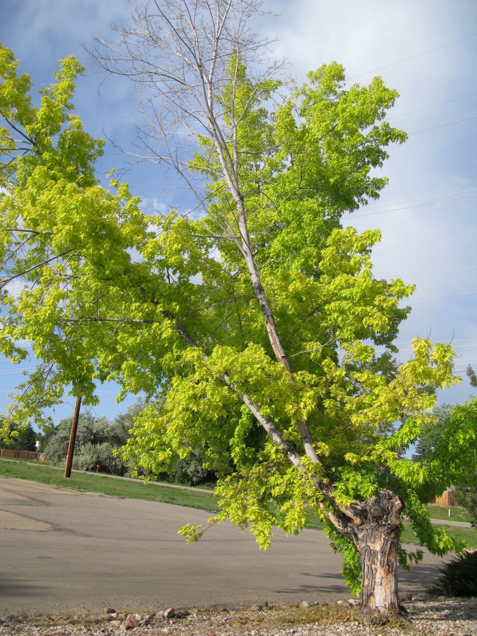 Chlorosis Treatments for Maple and Oak Trees | Iron Deficiency Treatments