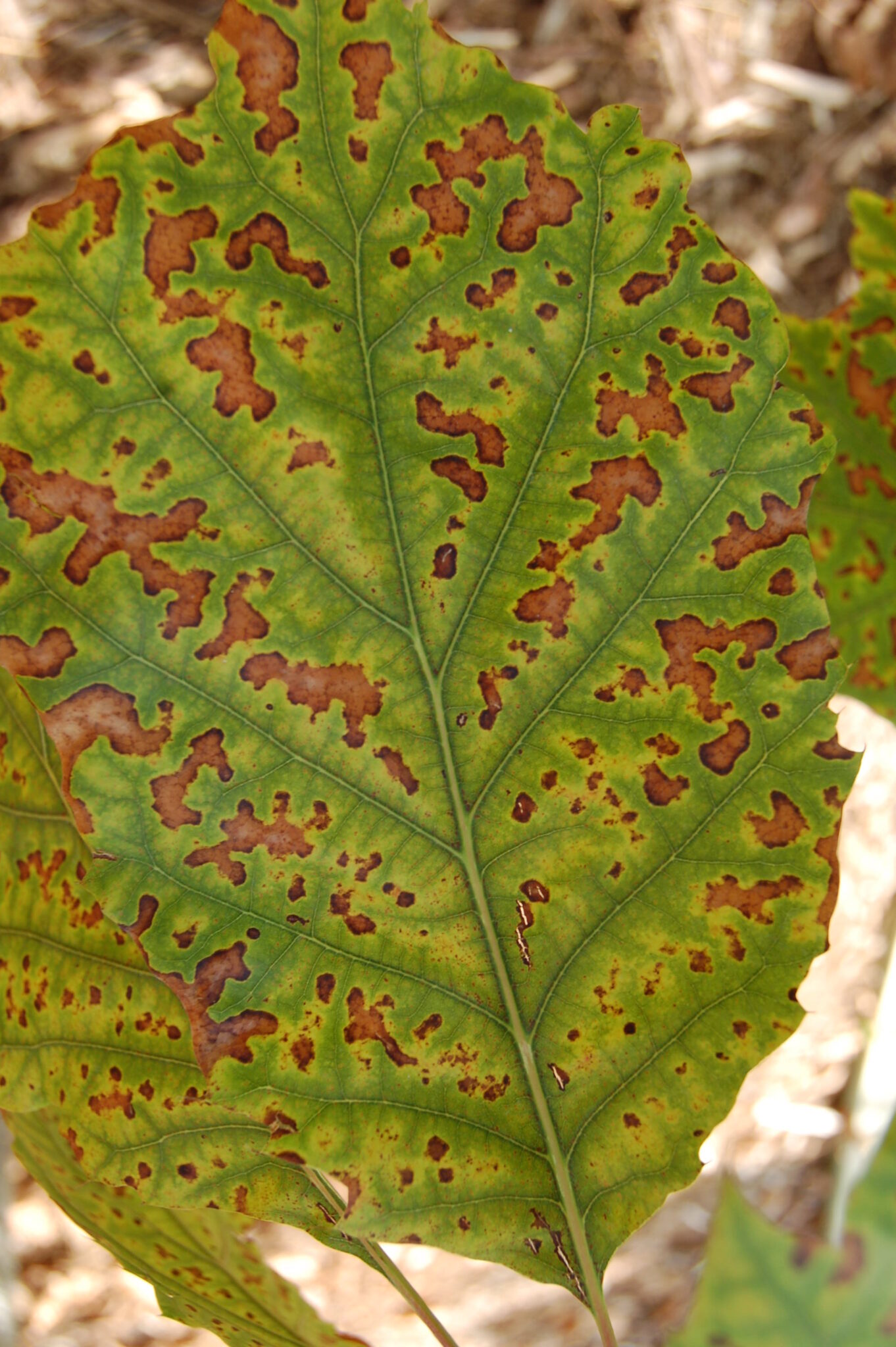 Chlorosis Treatments for Maple and Oak Trees | Iron Deficiency Treatments