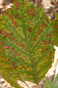 Chlorosis Treatments for Maple and Oak Trees | Iron Deficiency Treatments
