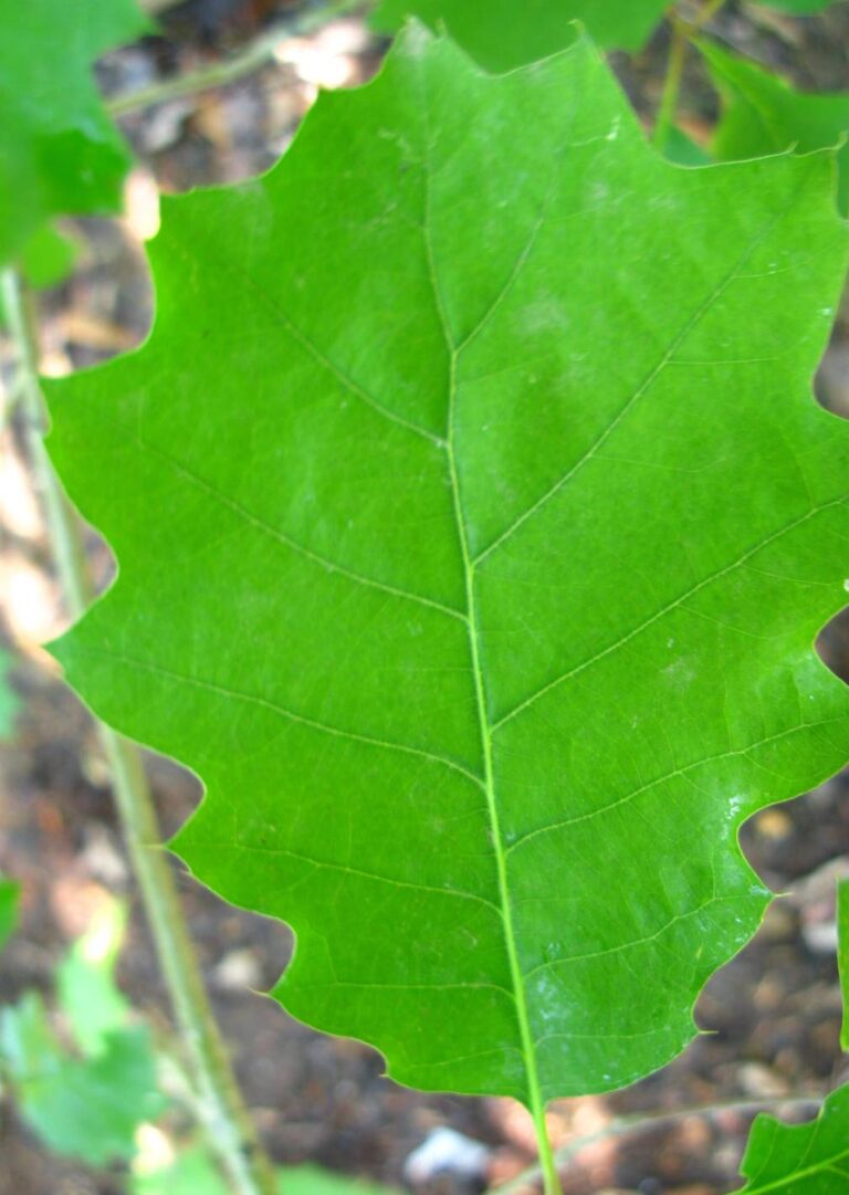 Chlorosis Treatments for Maple and Oak Trees | Iron Deficiency Treatments