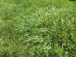Crabgrass Control | How to Identify Crabgrass vs Clump Grasses