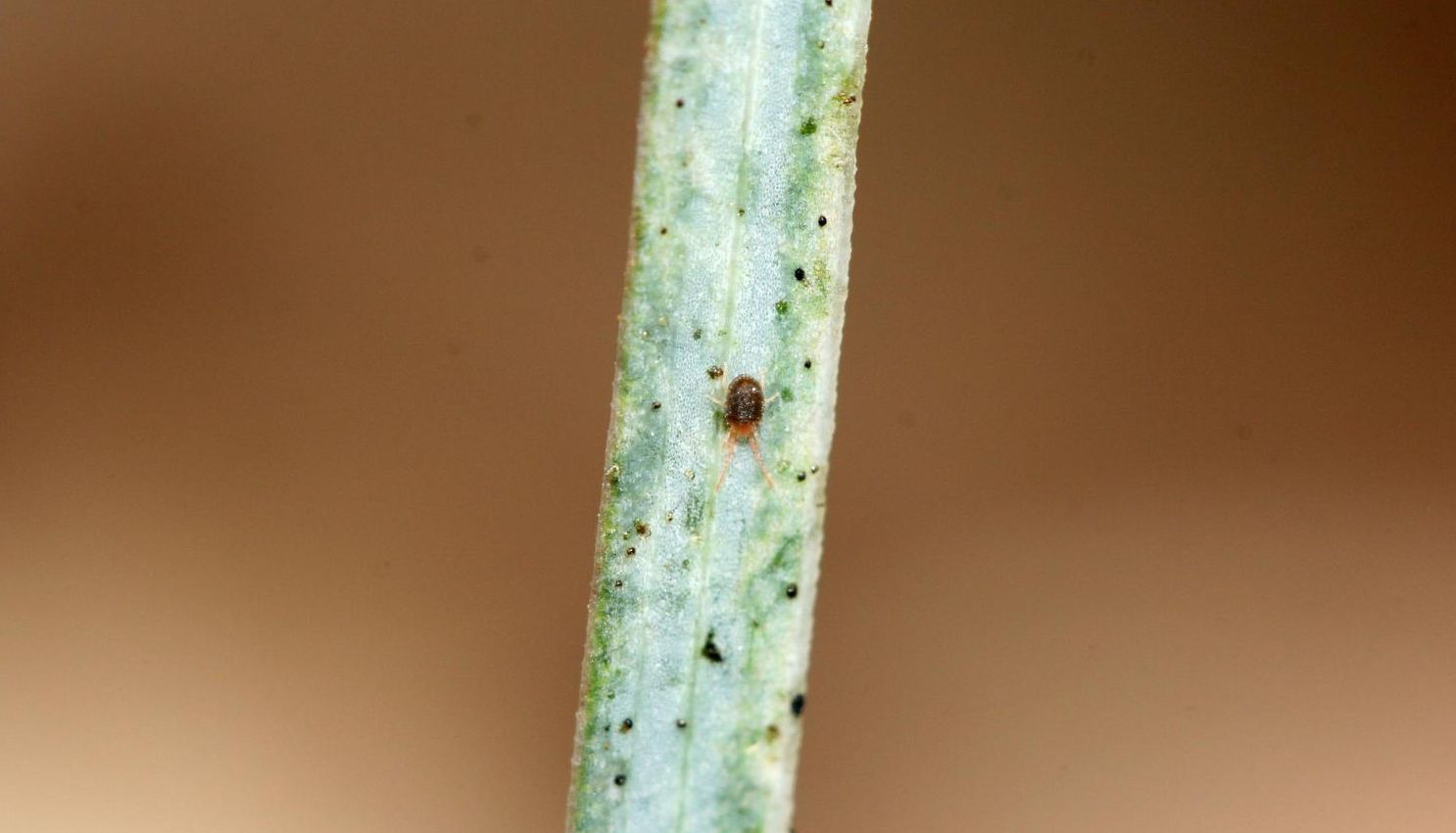 Grass Mite Treatment and Repair | Prevent Spider Mite Damage