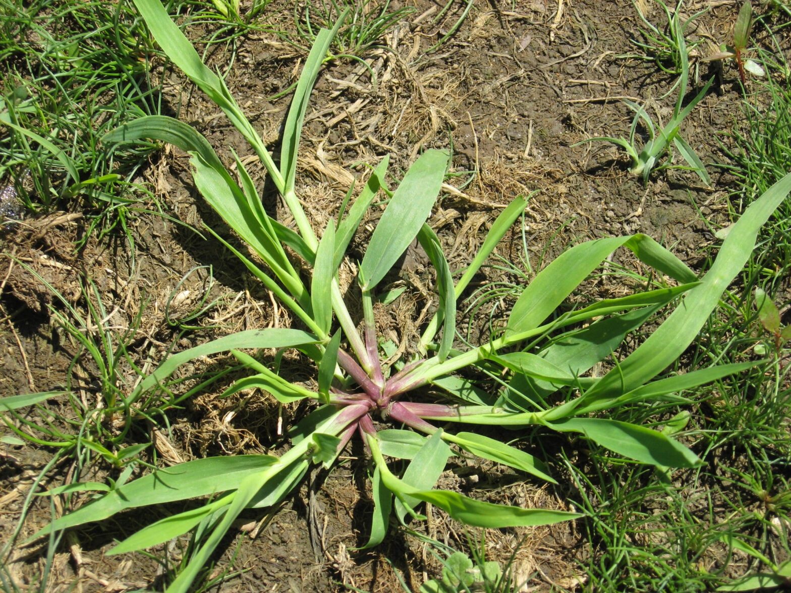 Crabgrass Control | How to Identify Crabgrass vs Clump Grasses